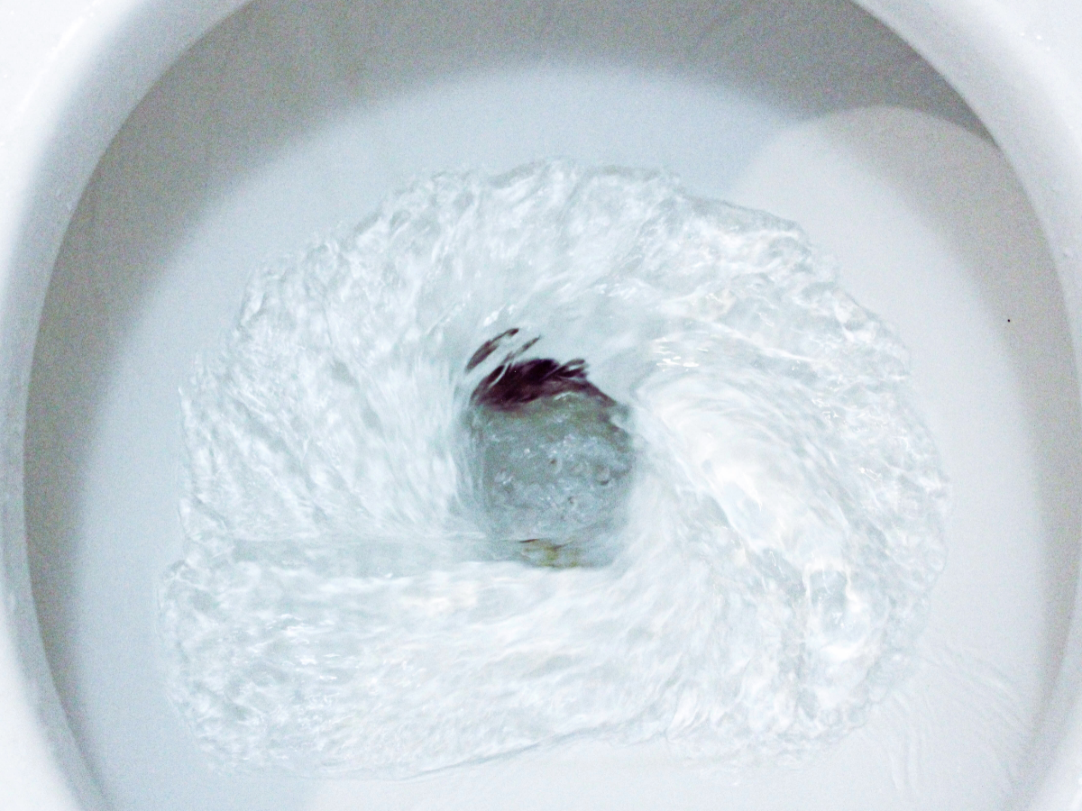 How to Keep Toilet Drain Clear | Apollo Plumbing
